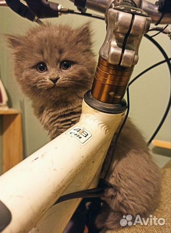 Длинношерстные британки