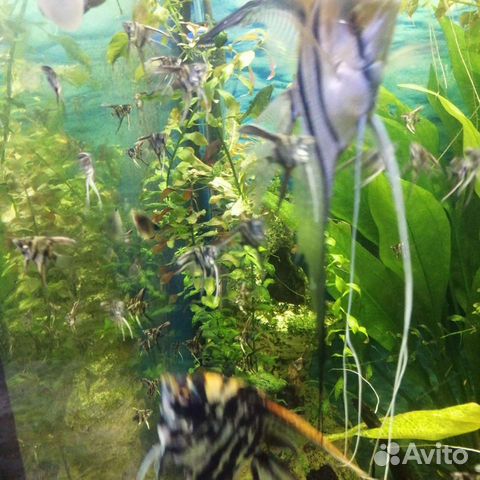 Рыбы и растения