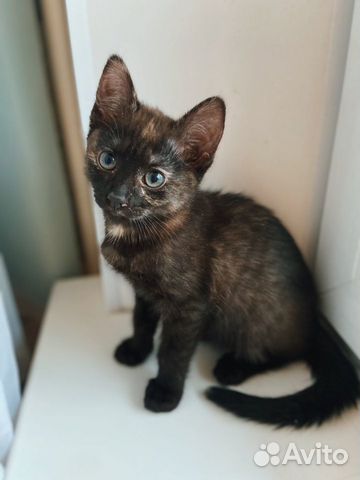 Котенок ласковая Лилу в дар