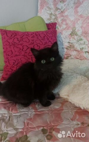 Котенок Барни ищет дом