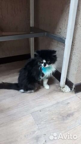 Кошечка в добрые руки