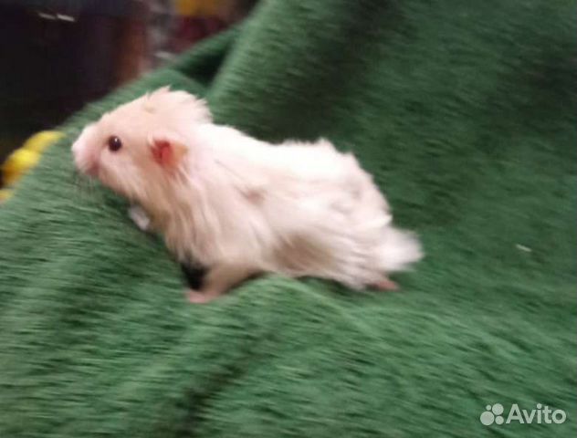 Сирийские хомячки