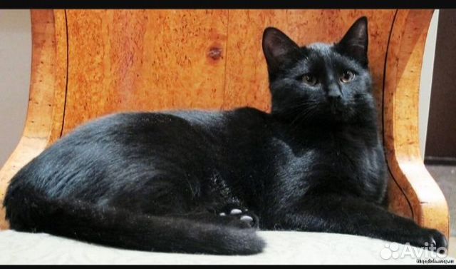 Кот Сириус Блэк
