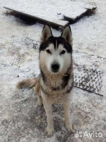 Байкал хасяш (скучно не будет)