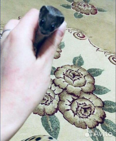 Ласка домашняя