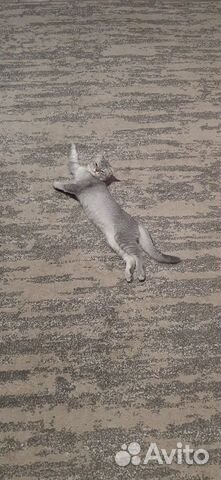Продам котейку