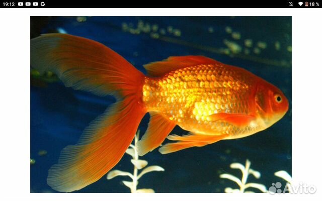 Продам золотую рыбку неоновых рыбок сомов анцитрус