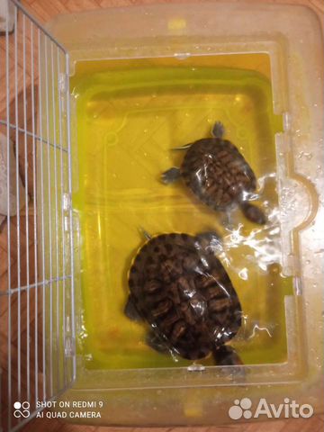 Красноухие черепашки бесплатно