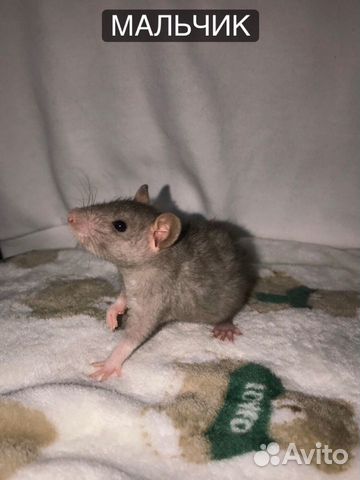 Крысята дамбо