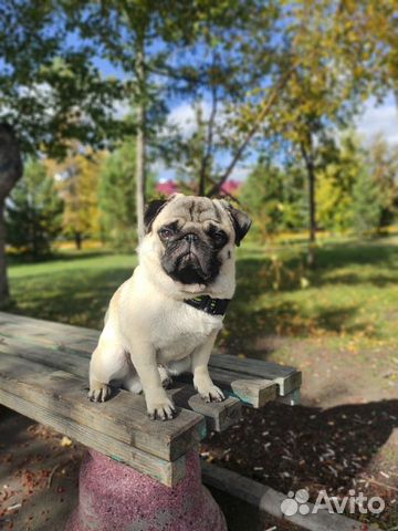 Кобель для вязки