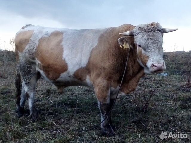 Бык, бычки на мясо