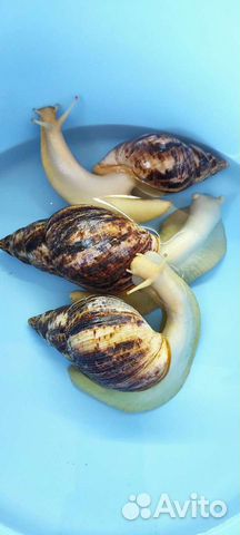 Улитки ахатины
