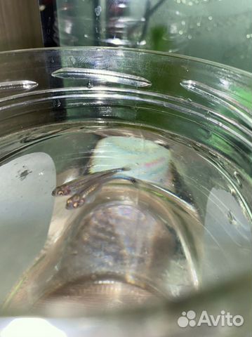 Рыбки Тетра голубая 2 штуки