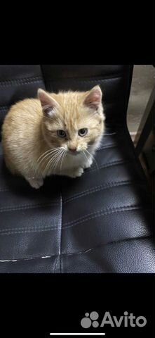 Котенок в добрые руки. Рыжий тигренок