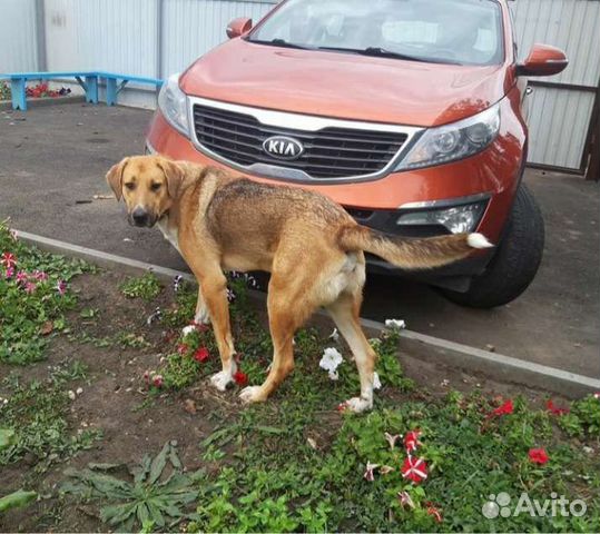 В хорошие руки
