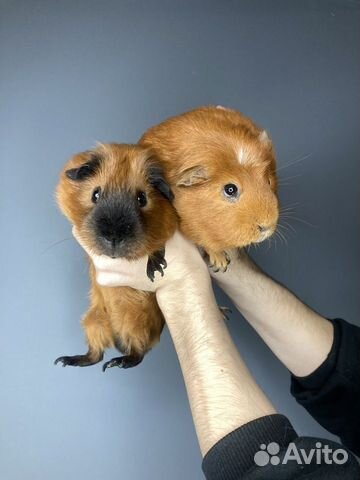 Морские клетки + клетка