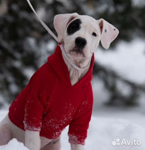 Аргентинский дог щенок