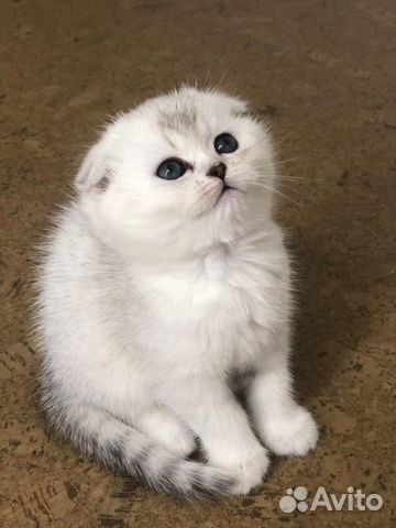 Британский котенок
