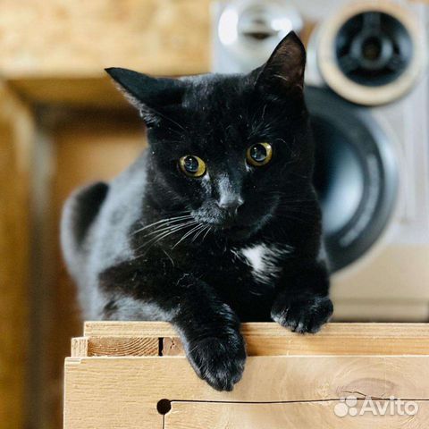 Кошечка Багира