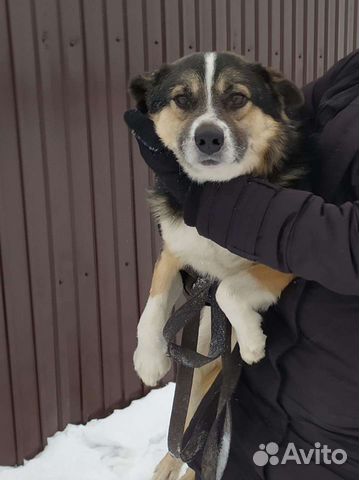 Пёс малыш в добрые руки