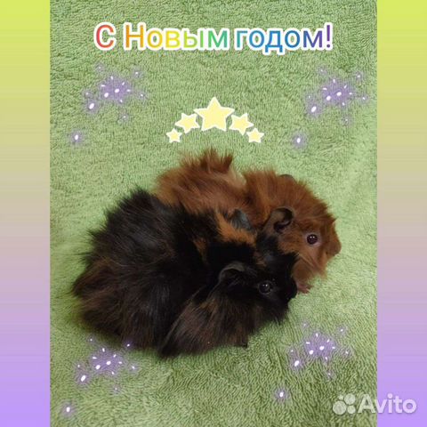Морские свинки, абиссинские малыши