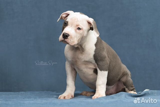 Американский булли парень