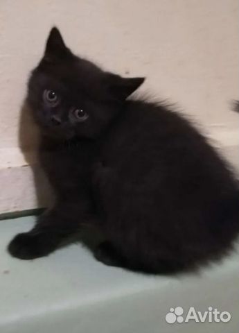 Замечательный, ласковый британский котёнок