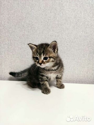 Кошечка британская