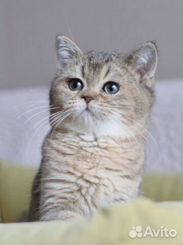 Шикарный тикированный котик