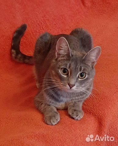 Молодая изящная серо голубая кошка в дар