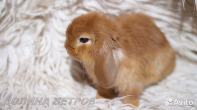 Кролик золотой минилоп 1 мес