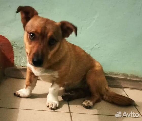 Маленькая молодая собачка ищет дом