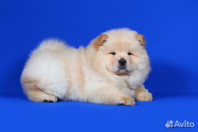 Чау-чау Кремовый Пушистик