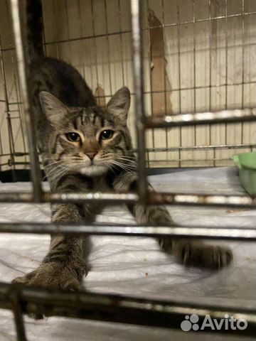 Стерилизованная молодая кошка ищет дом