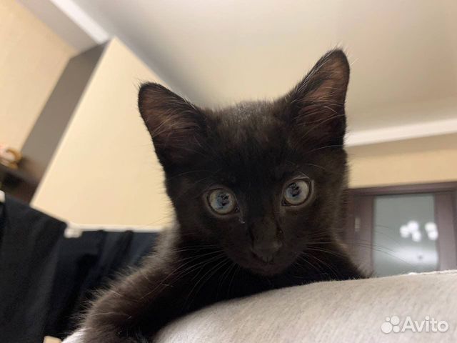 Черный котенок 3 месяца