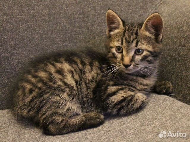Двухмесячный полосатый котёнок ищет дом
