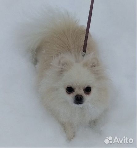 Шпиц вязка девочка