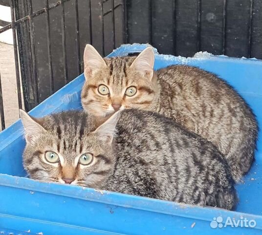 Котята крысоловы