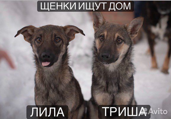 Щенки бесплатно