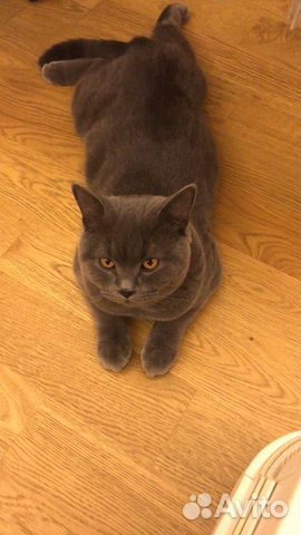 Шотландский британец кот на вязку