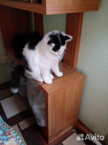 Котенок красивого окраса пушистый беленький