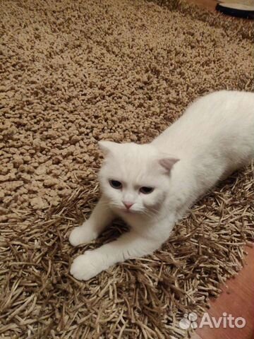 Вязка Шотландская вислоухая кошка