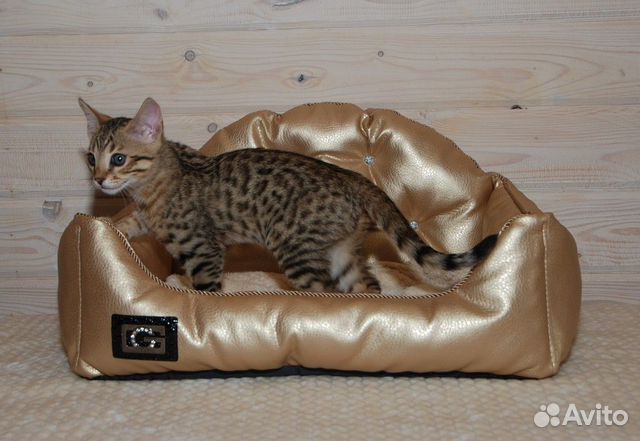 Девочка саванна 3 мес. тигриный окрас