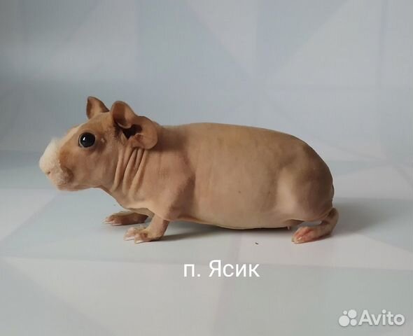 Морская свинка