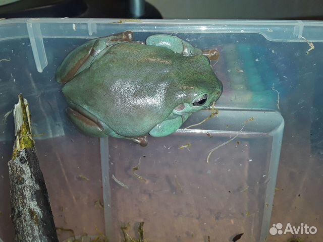 Лягушка австралийская квакша