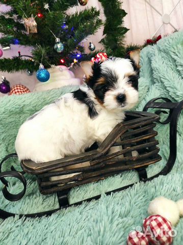 Бивер мальчишка