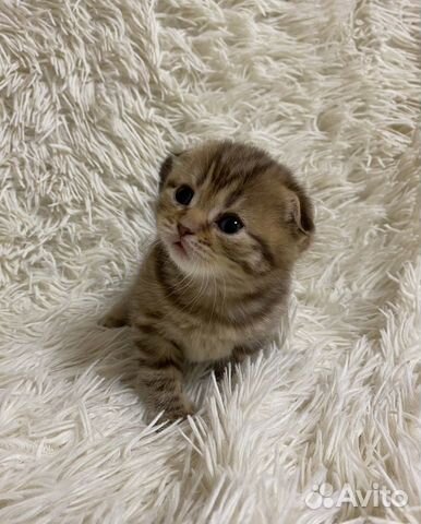 Мальчик Scottish Fold