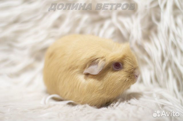 Мальчик крестед морская свинка шафран