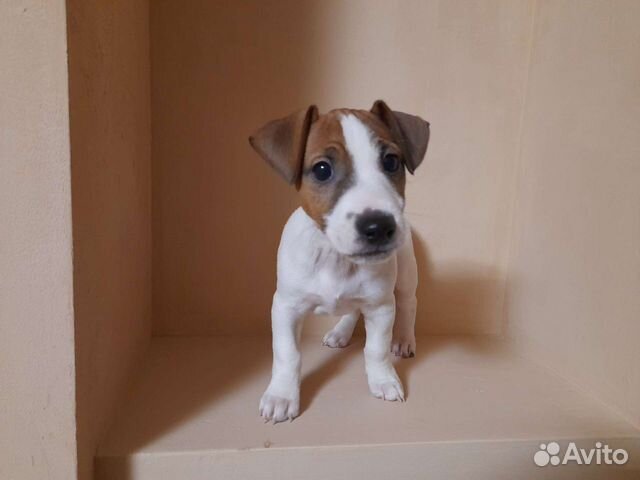 Джек Рассел терьер