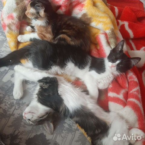 Кошки